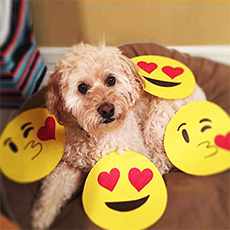 6 Ways to Tap Into the Power of Emojis on Instagram (follow these ...