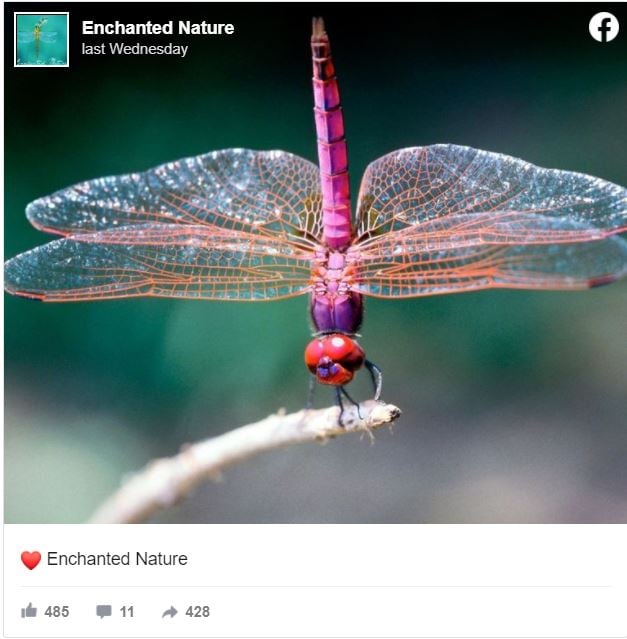 20 Best Facebook Posts to Get Likes (+ Examples)